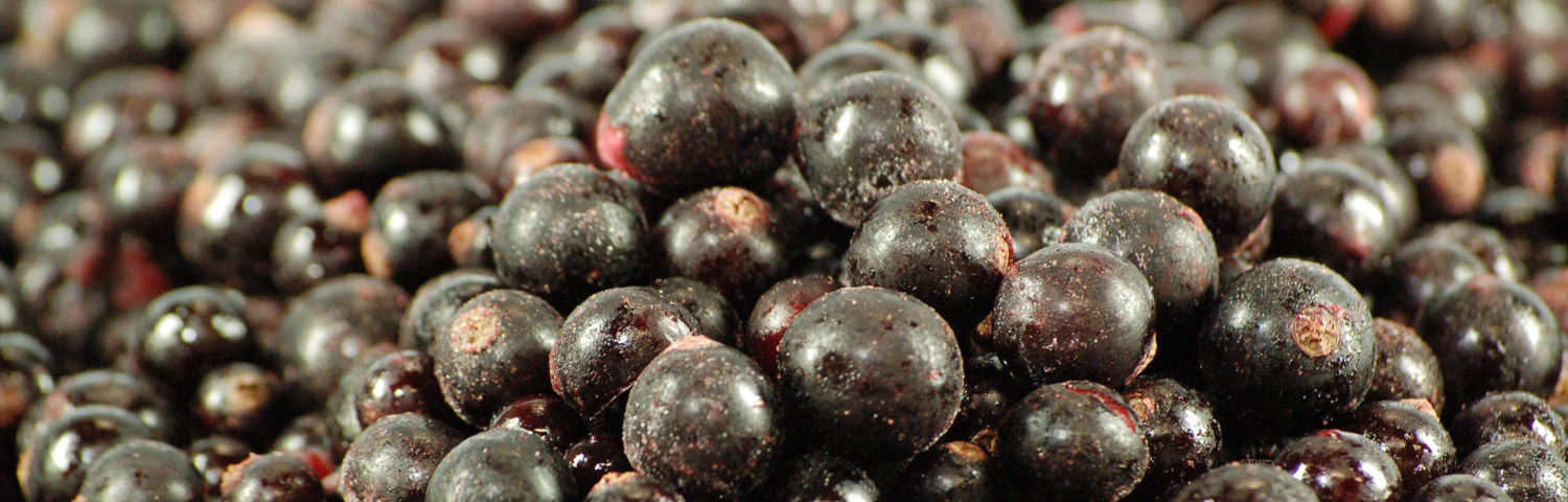 CASSIS | Roger Descours Group - Le fruit surgelé pour l'industrie ...