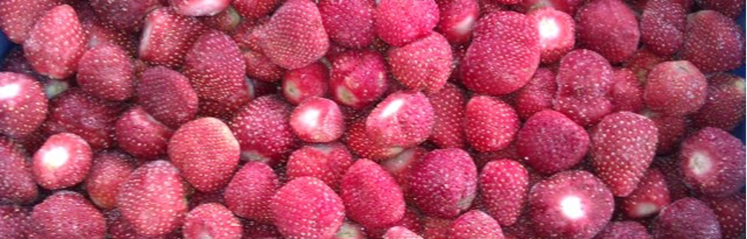 Strawberry - Roger Descours Group - Le fruit surgelé pour l'industrie ...