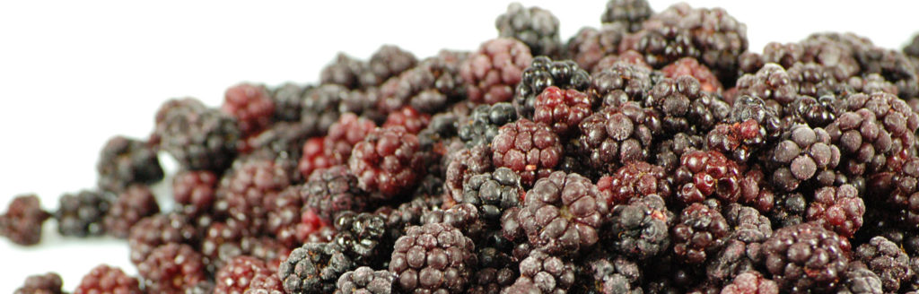 MÛRE - Roger Descours Group - Le fruit surgelé pour l'industrie ...